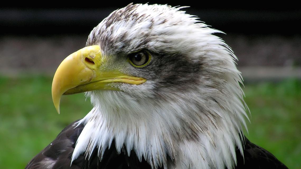 Dollywood cancels 'Wings of America' shows for a second day after eagle ...