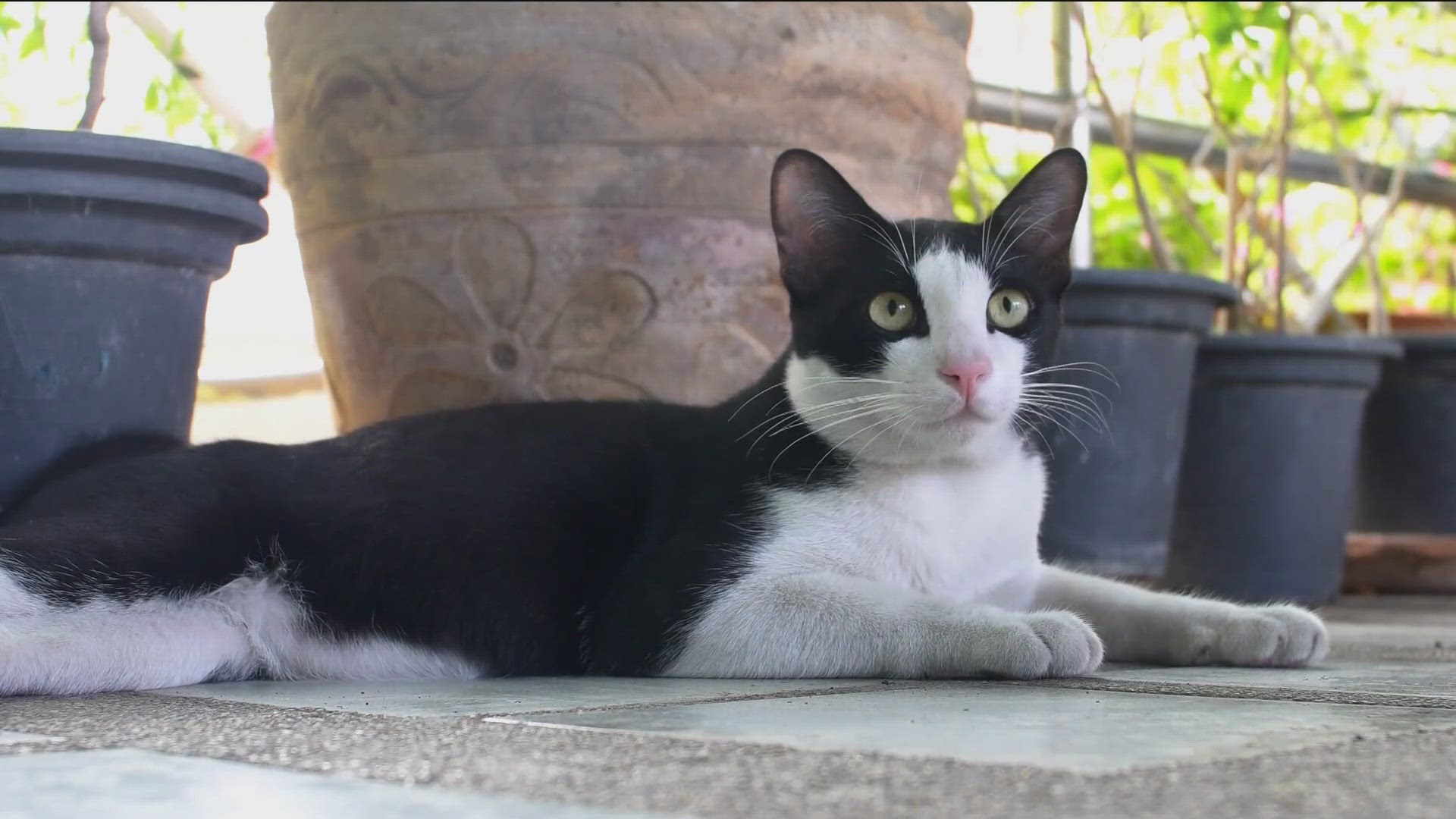 Animal microchip company goes out of business | kgw.com