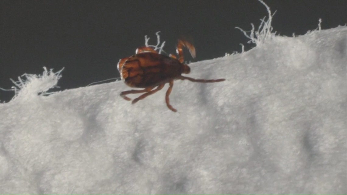 Tick-borne illnesses are on the rise in Oregon, and one can make you ...