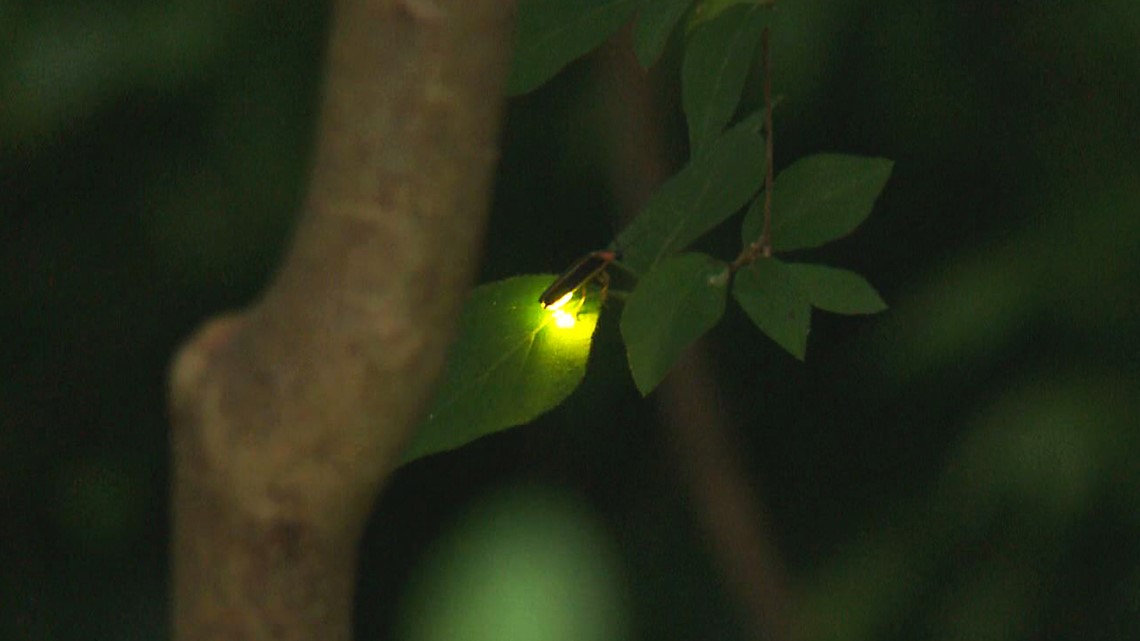 Lights off for the love of lightning bugs | kgw.com