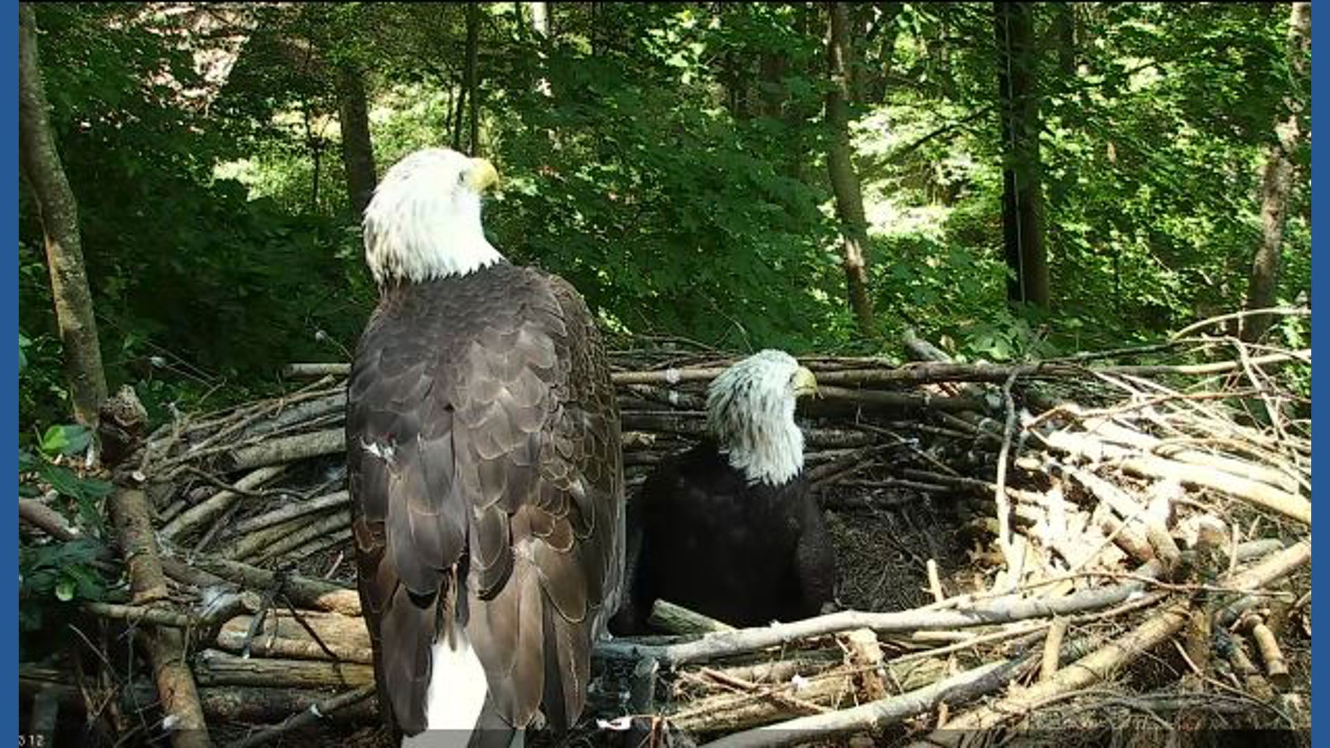Dollywood cancels 'Wings of America' shows for a second day after eagle ...