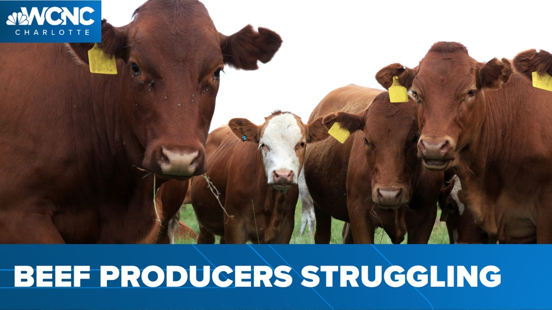 Sysco accuses beef processors of price fixing | kgw.com