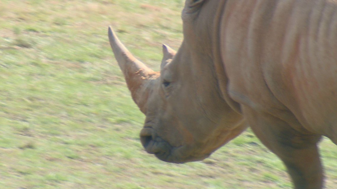 Saving The Animals: NC Zoo Develops Tool To Stop Poaching | kgw.com
