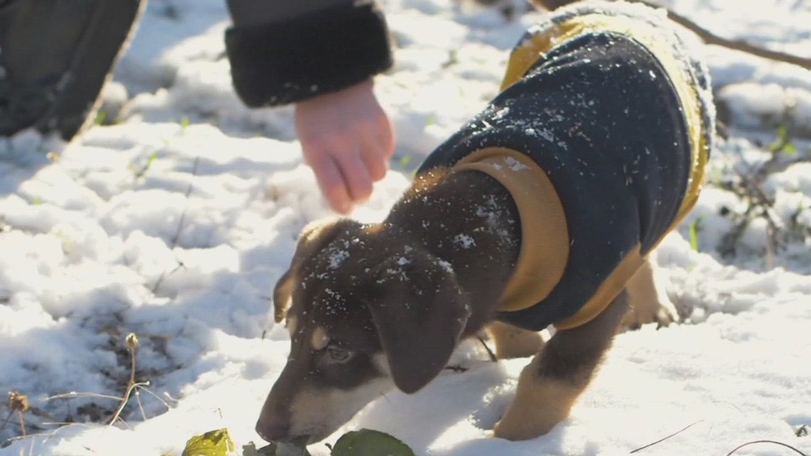 Pet safety tips to keep in mind when the weather gets dangerously cold ...