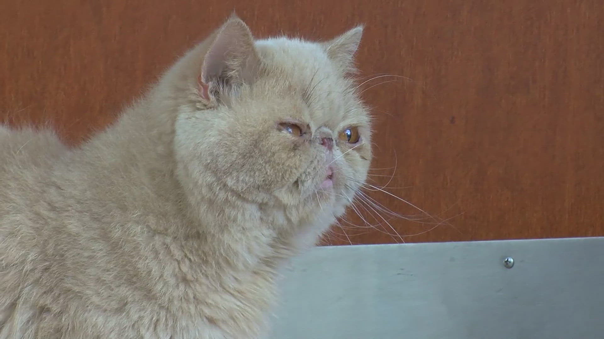 PETA says locker room cat 'Pudge' should stay home from games | kgw.com