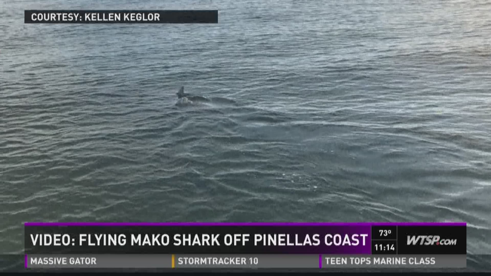 VIDEO: Flying shark off coast of Florida | kgw.com