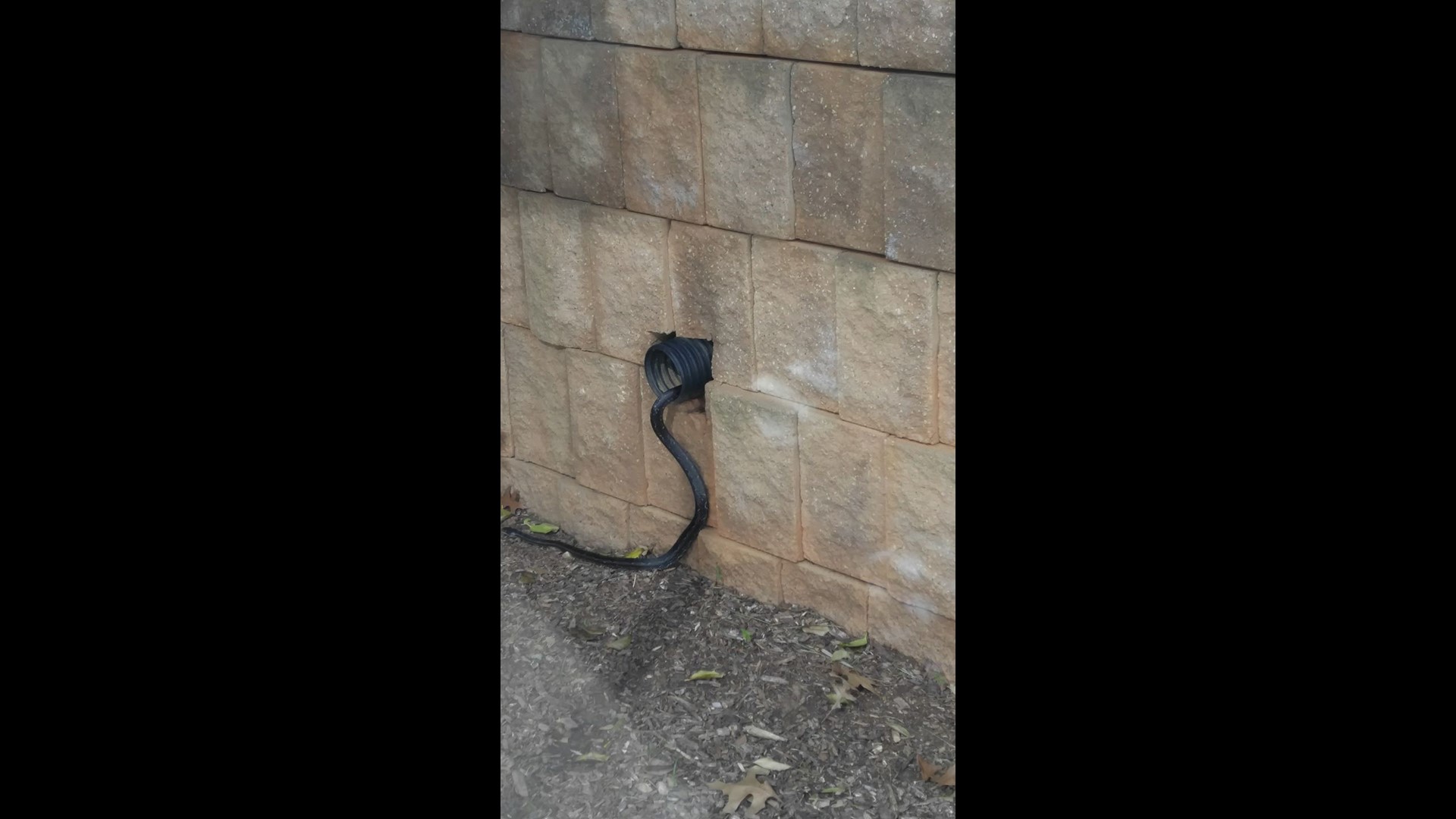 PHOTOS: Snakes seen in metro Atlanta | kgw.com